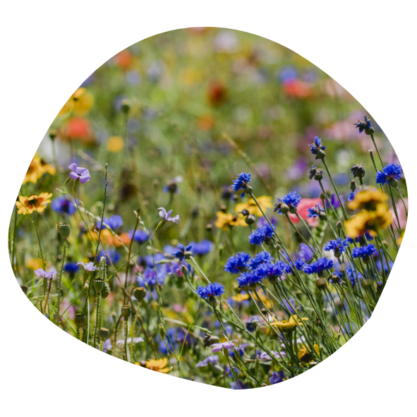 Natürliches Baby Mandelöl für die Neugeborenenpflege & Massage – das boep